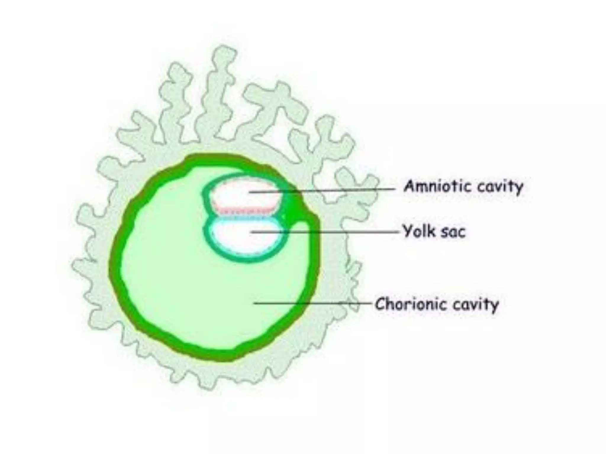 Germ Layers Ppdf | PDF