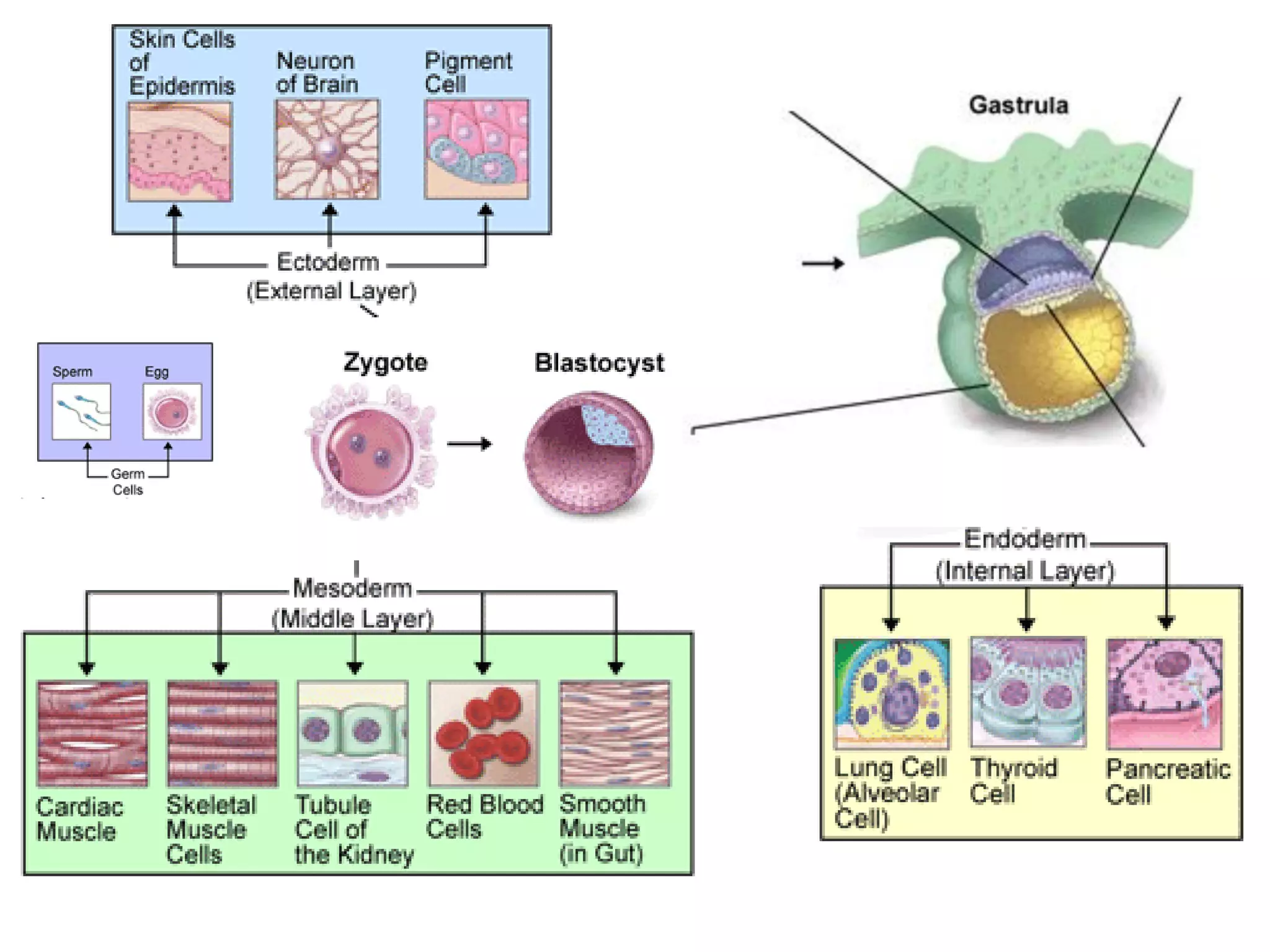 Germ Layers Ppdf | PDF