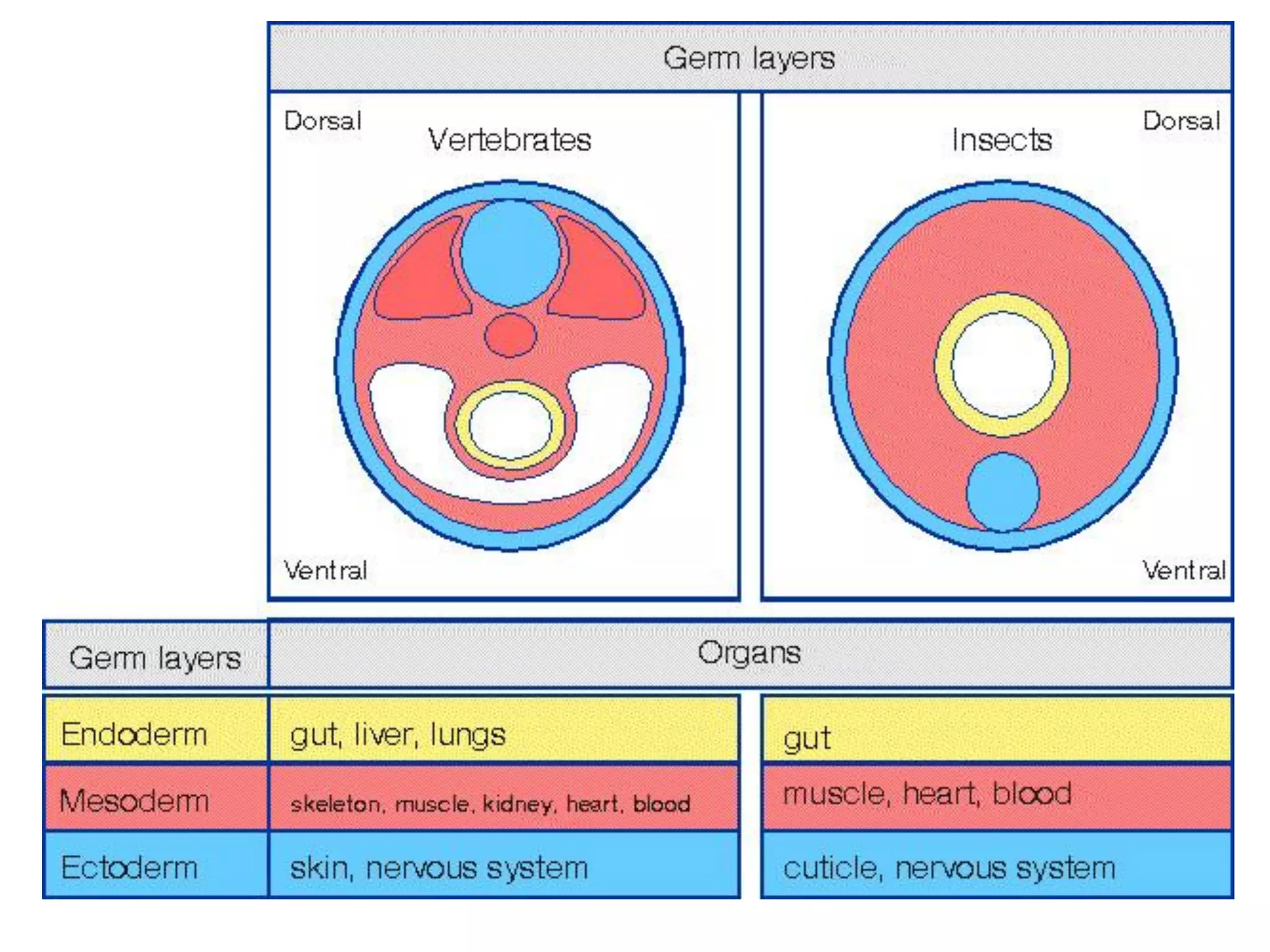 Germ Layers Ppdf | PDF
