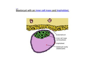 Germ Layers Ppdf | PDF