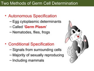Germ line determination (2) | PPT
