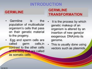 How To Change Human Germline | Germline Genome Editing – UQJFK