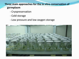 Germplasm and core groups | PPTX
