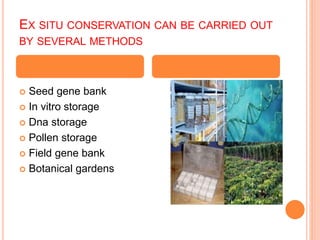 Germplasm and its conservation | PPTX