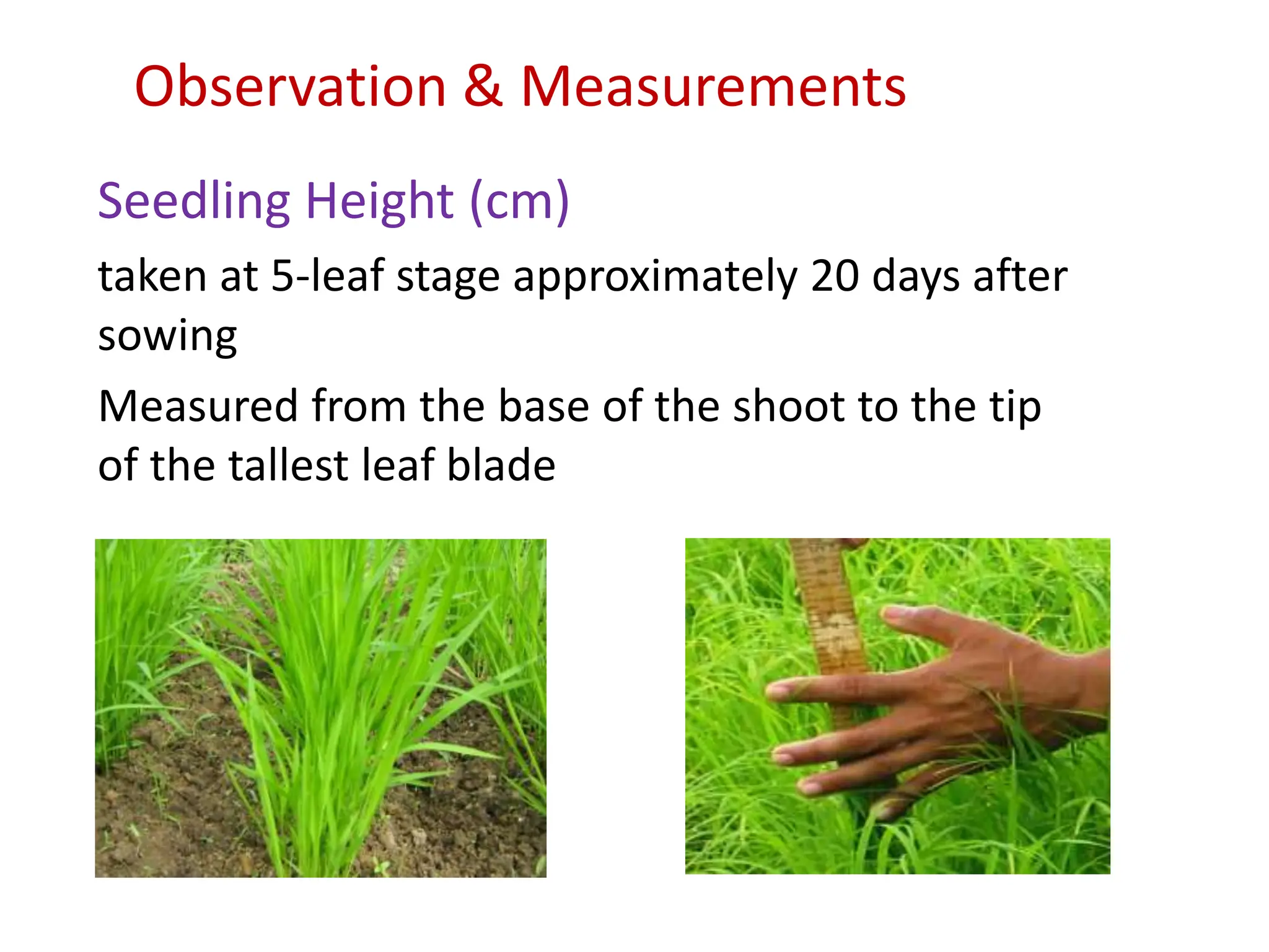Germplasm characterization.ppt
