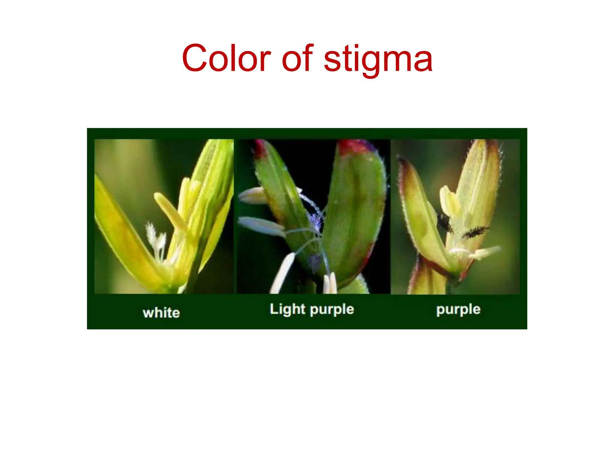 Germplasm characterization.ppt