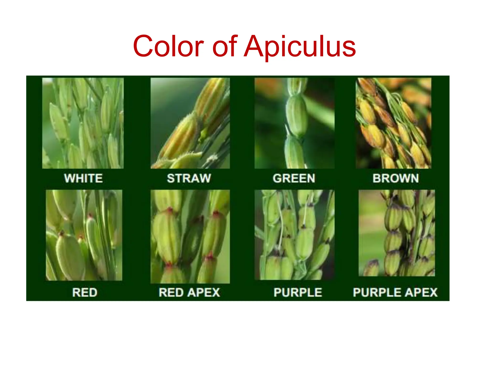 Germplasm characterization.ppt