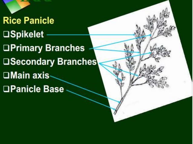Germplasm characterization.ppt | Agriculture | Industries