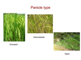 Germplasm characterization.ppt