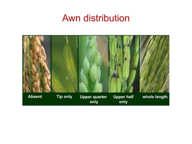 Germplasm characterization.ppt | Agriculture | Industries