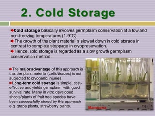 Germplasm Conservation || Presented by Mamoona Ghaffar | PPTX