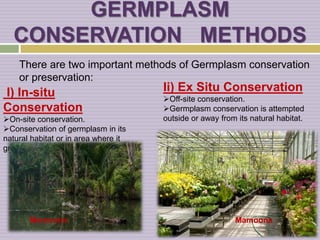 Germplasm Conservation || Presented by Mamoona Ghaffar | PPTX