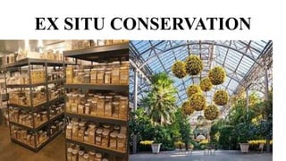 Germplasm conservation of plants | PPTX