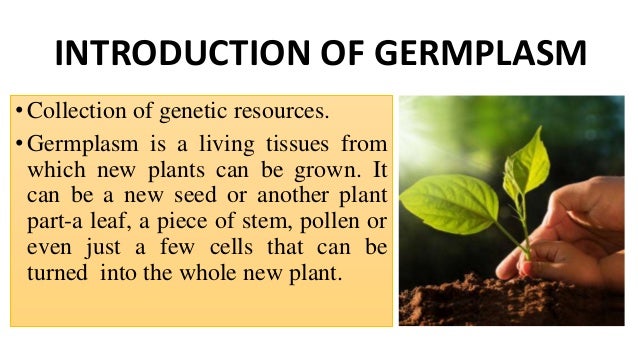 Germplasm conservation of plants