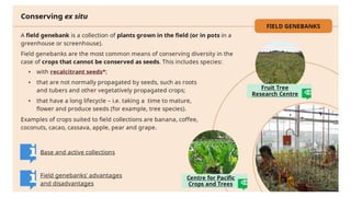 Germplasm Maintainance-pre breeding systems- mode of reproduction | PPT ...