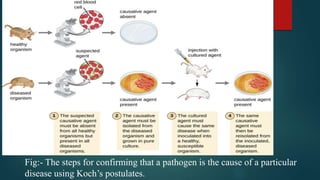 Germ's theory and kochs postulates | PPTX