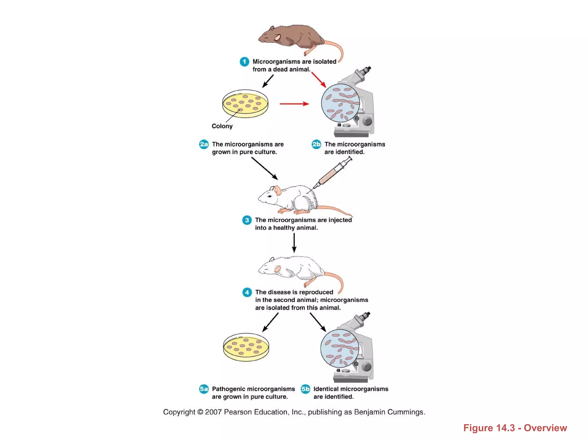 Germ theory of diseases.pptx