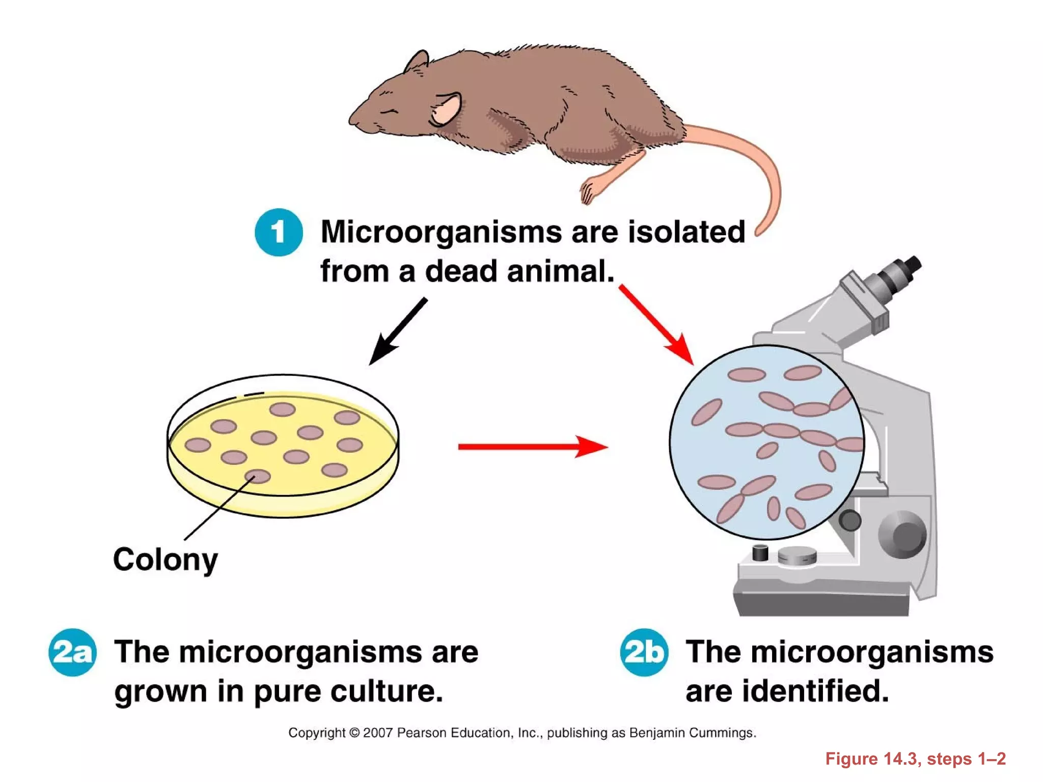 Germ theory of diseases.pptx