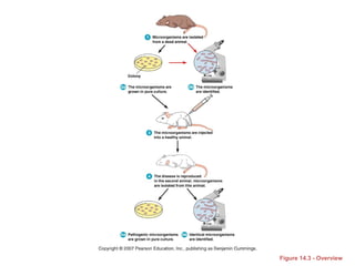 Germ theory of diseases.pptx