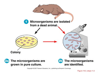 Germ theory of diseases.pptx