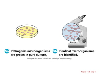 Germ theory of diseases.pptx