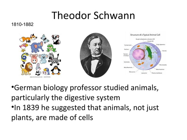 Germ theory of diseases.pptx | Biological Sciences | Science