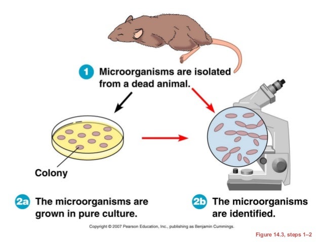 Germ theory of diseases.pptx