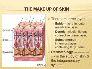 The Skin Organ System | PPT