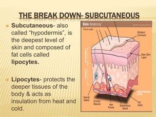 The Skin Organ System | PPT