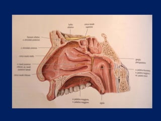 20171111 - Gervasio - Il punto sui turbinati: anatomia e funzione | PPT