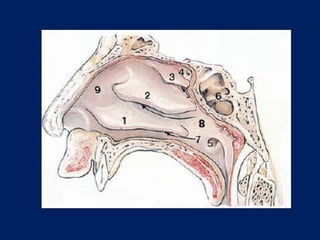 20171111 - Gervasio - Il punto sui turbinati: anatomia e funzione | PDF
