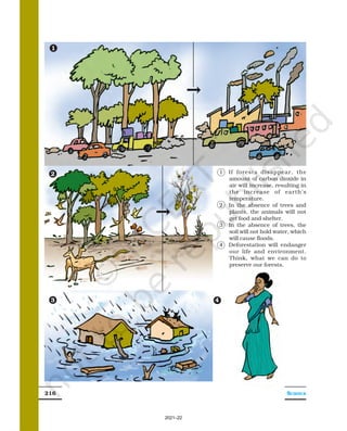 Ch-17 Forest:Our Lifeline of Class 7 Science | PDF