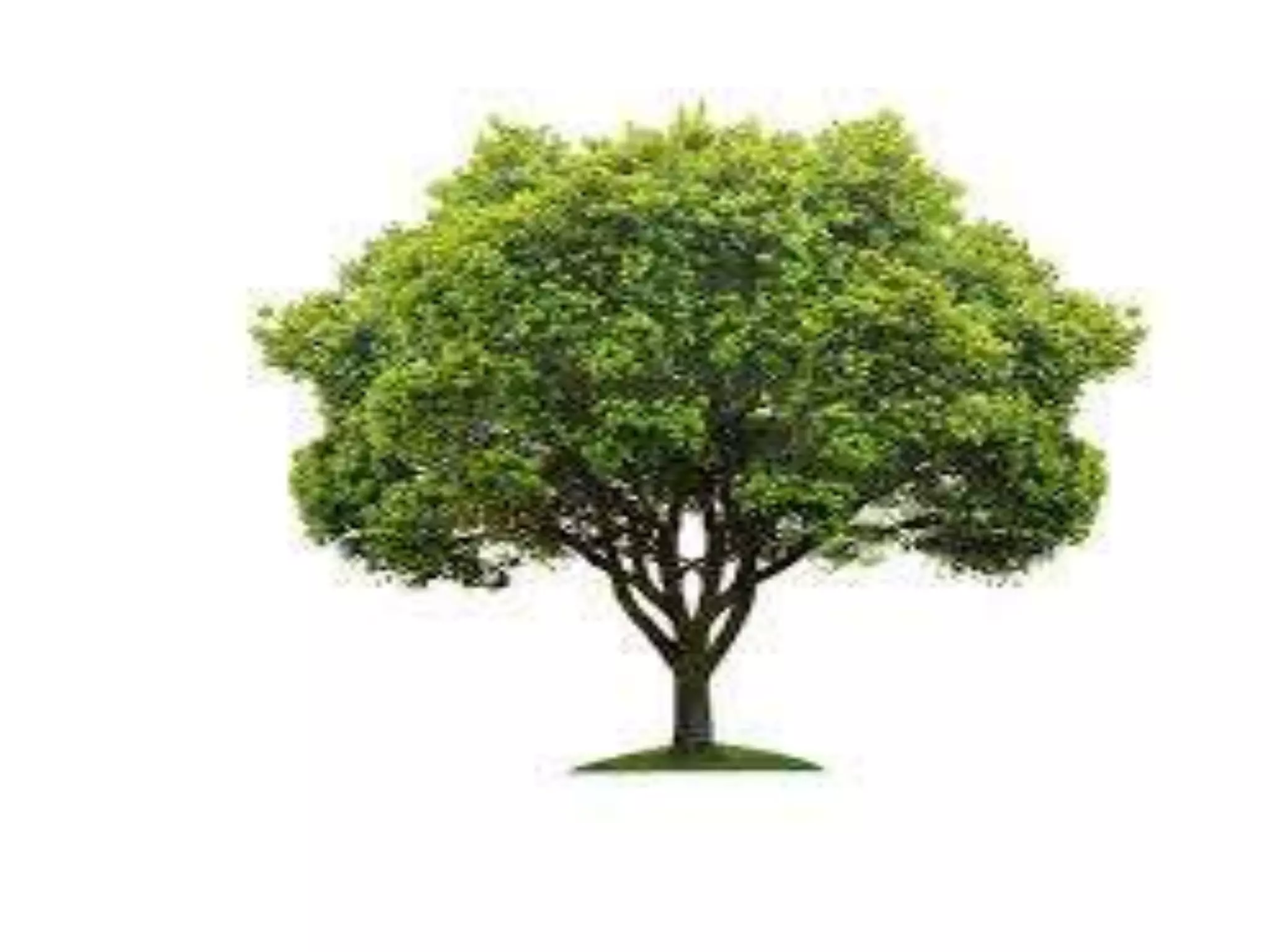 Gestalt School of thought.pptx