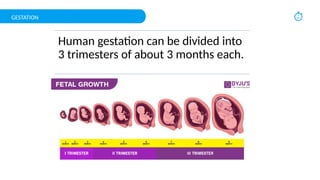 Gestation Life Sciences presentation.pptx