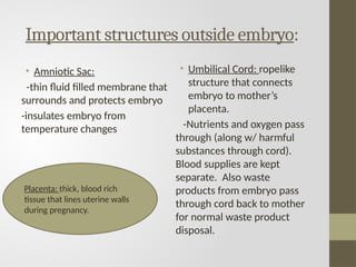 Gestation and pregnancy anatomy and phys | PPTX