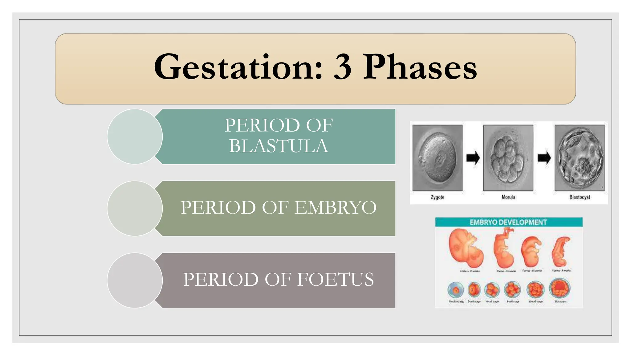Gestation length .pptx