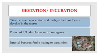 Gestation length .pptx
