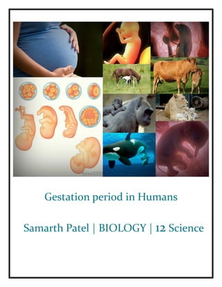 Gestation Period