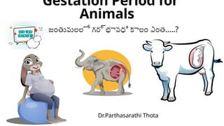 Gestation periods in farm Animals, Pet Animals, Wild animals.pptx