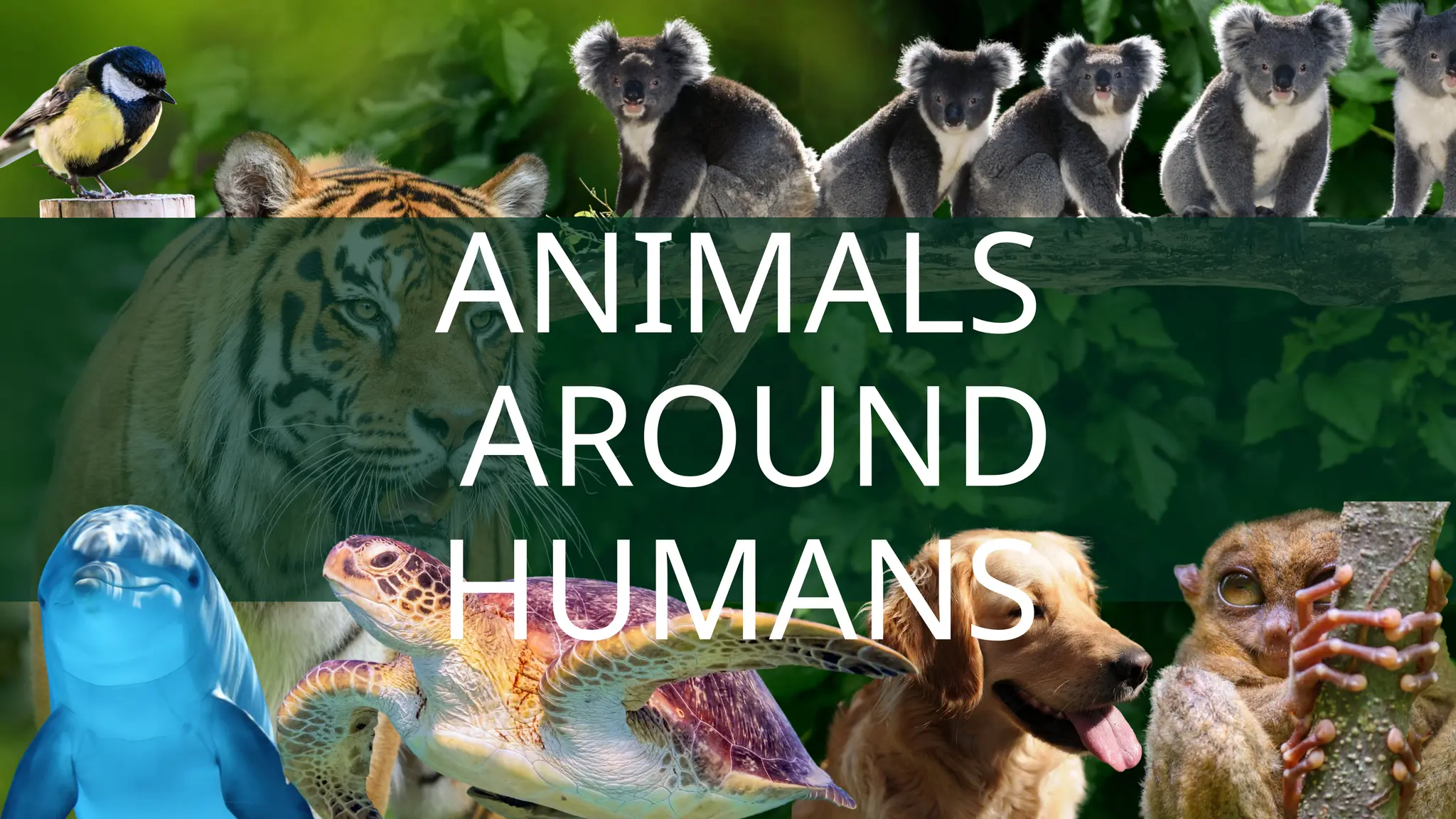 Animals around Humans, Main Body Parts of Common Animals | PPTX