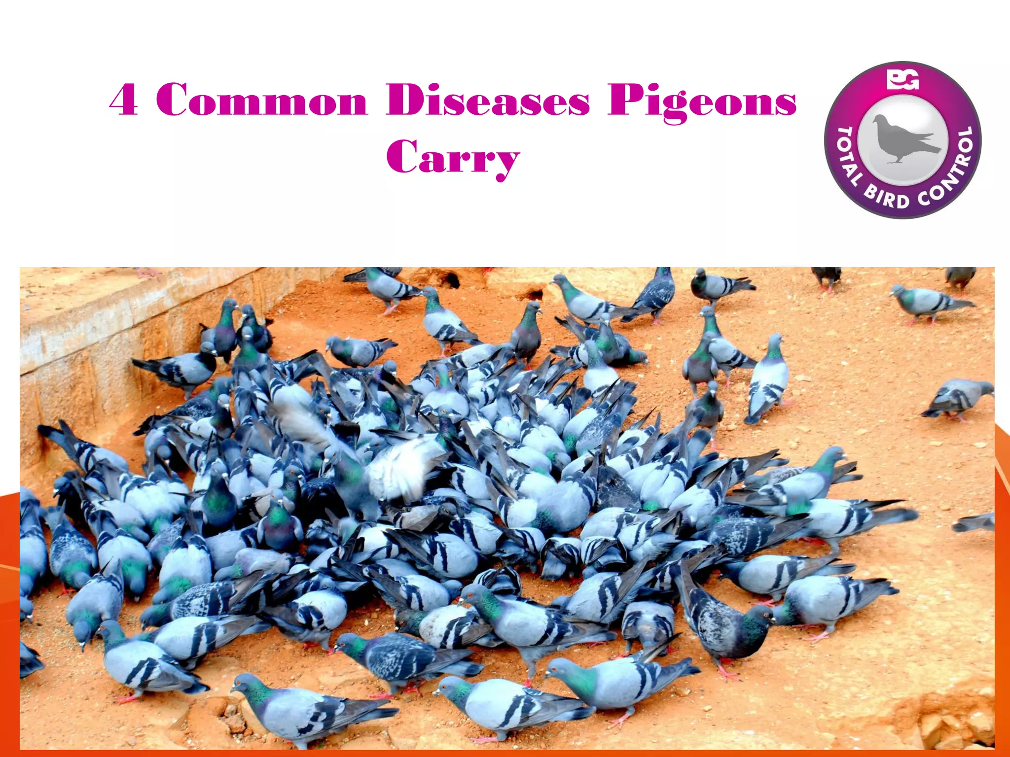 4 Common Diseases Pigeons Carry | PPT