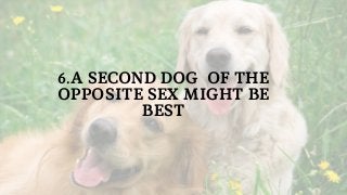 Getting A Second Dog? Know What To Keep in Mind | PPT