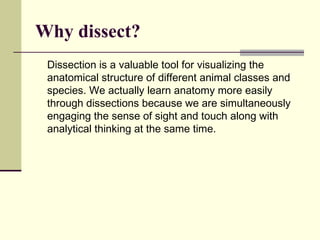 Getting read to dissect pp | PPT