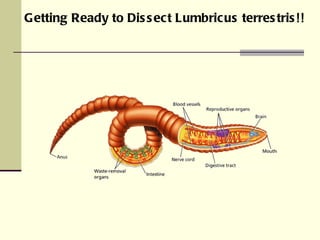 Lumbricus Terrestris Dissection