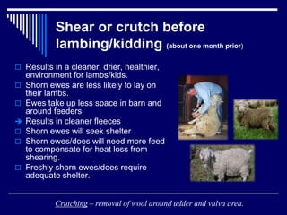 Getting Ready For Lambing And Kidding | PPTX