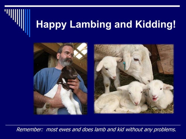 Getting Ready For Lambing And Kidding | PPTX