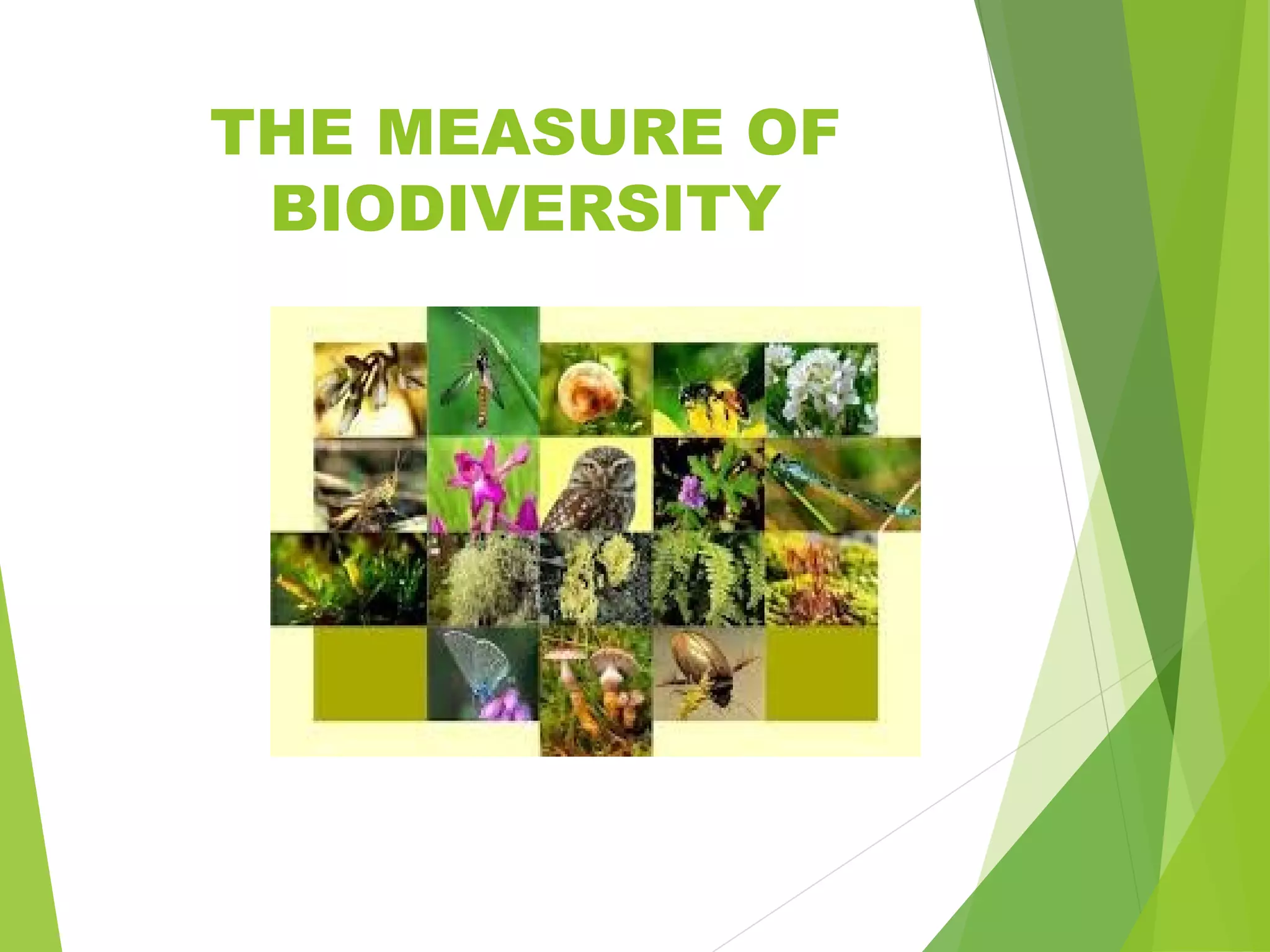 The measurement of biodiversity | PPT