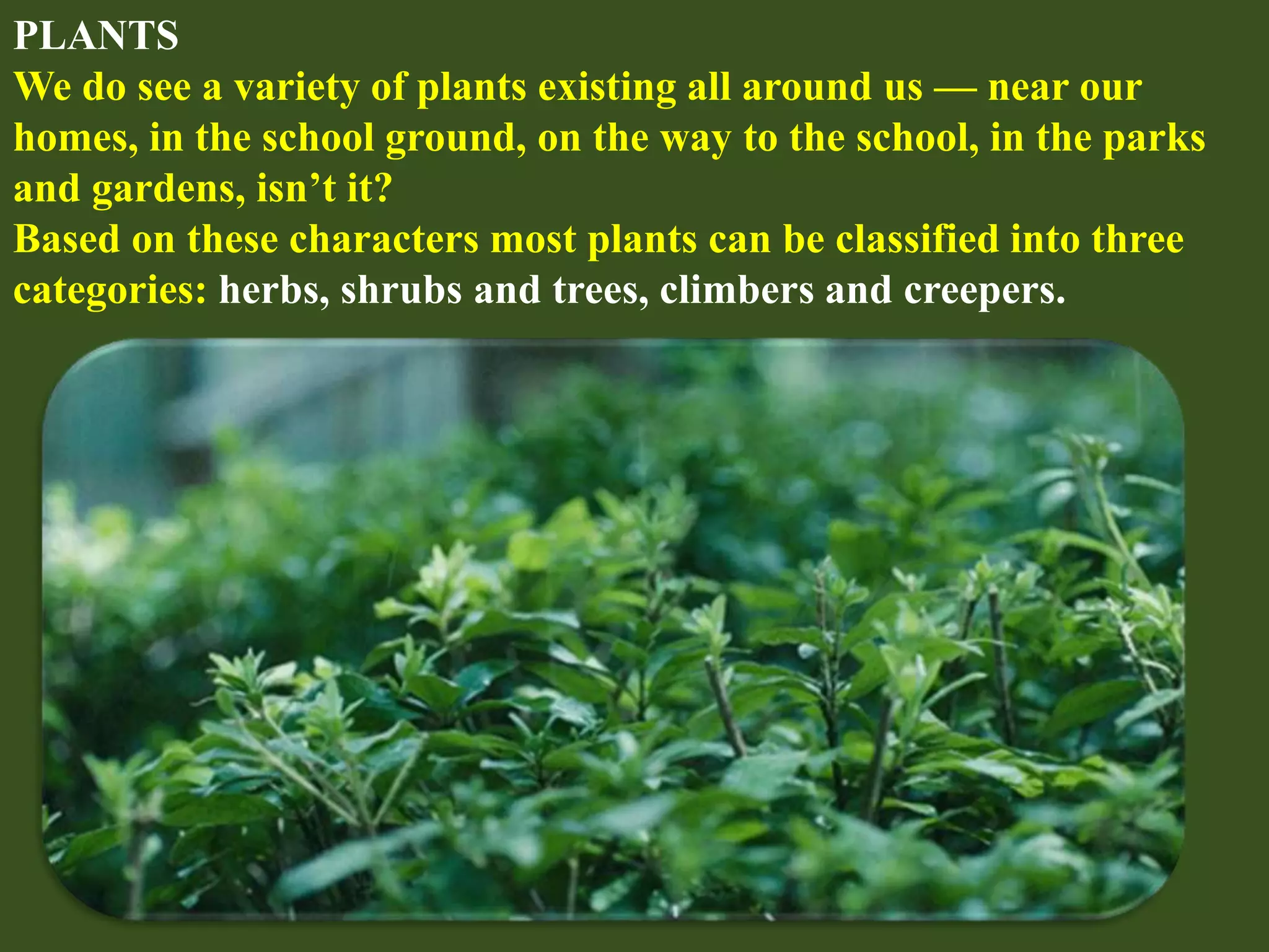 GETTING TO KNOW PLANT 1- (CLASS VI) CBSE CHAPTER-7 | PPTX | Gardening ...