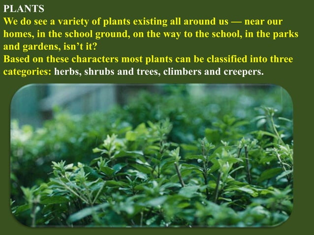 GETTING TO KNOW PLANT 1- (CLASS VI) CBSE CHAPTER-7 | PPTX | Gardening ...