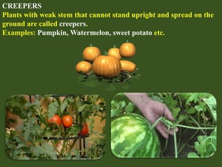 GETTING TO KNOW PLANT 1- (CLASS VI) CBSE CHAPTER-7 | PPTX | Gardening ...